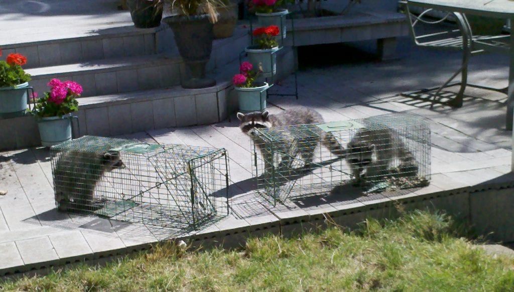 Issaquah Wildlife Control | Live Trapping